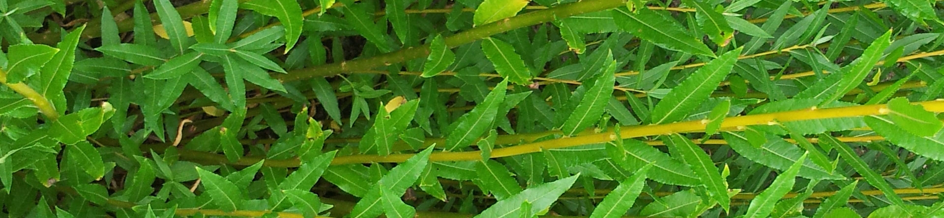 Culture de l'osier: Osier vivant de 1er choix cultivé localement